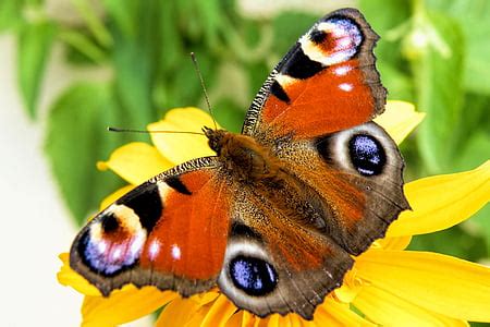 Free Photo Butterfly River Beauty Rock Wings Insect Nature Hippopx
