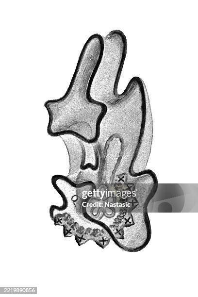 Sea Larvae Bipinnaria Larva Of A Starfish High Res Vector Graphic