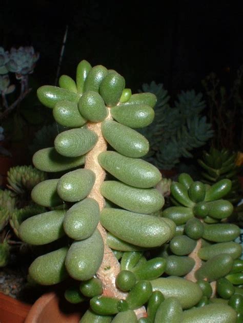 Crassula Brevifolia Artofit