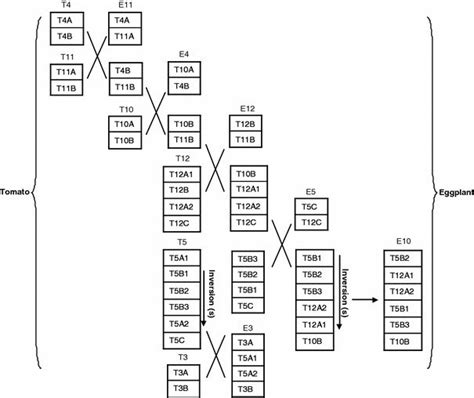 One Possible Evolutionary Pathway Based On Parsimony Showing A Minimum