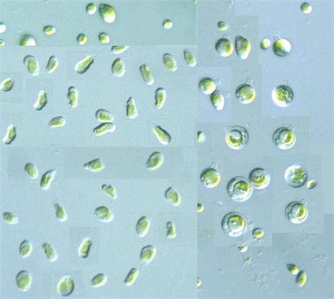 Chromulina Alchetron The Free Social Encyclopedia