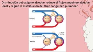 Circulación Pulmonar Edema Pulmonar Y Liquido Pulmonarpdf