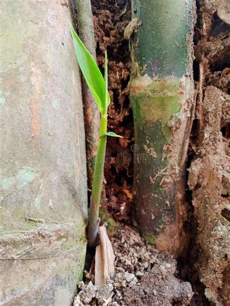 Little Bamboo Tree East Java Indonesia October 2022 Stock Image