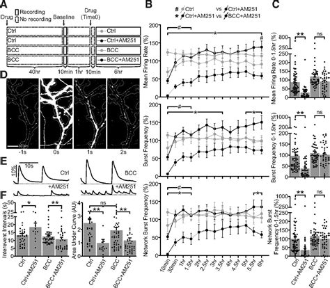 Coordinated Regulation Of Cb1 Cannabinoid Receptors And Anandamide