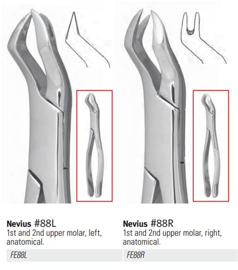 Extraction Forceps Upper Universal Molar 10s