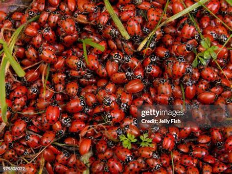 Ladybug Reproduction Stock Fotos Und Bilder Getty Images