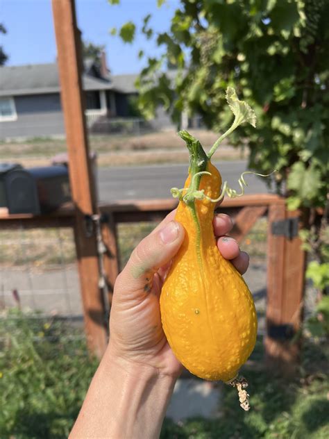An Update On This Little Squash Rfasciation