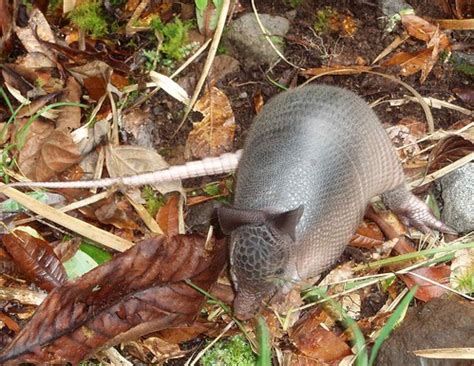 Armadillo Parque Nacional Volcán Barú Sendero De Los Que Flickr