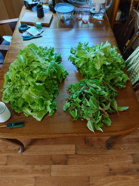 Chug Maple And Soda Moved To Gravity Falls Rsallyface