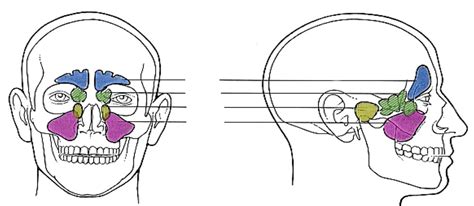 Paranasal Sinuses Diagram Quizlet