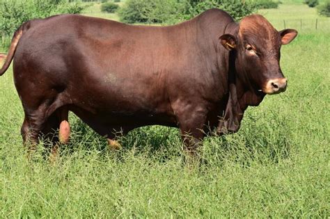 Afrikaner Cattle Beef Production In South Africa