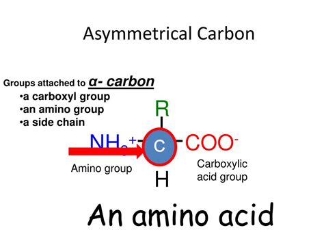 Ppt Introduction To Amino Acids Of Medical Importance Powerpoint