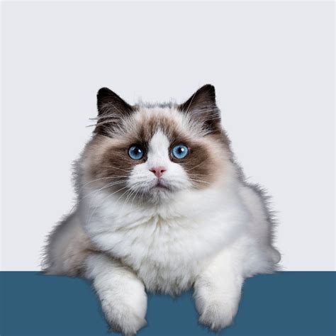 American Association Of Feline Practitionerseverycat Health Foundation