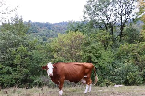 Datos De Bos Taurus Dieta Hábitat E Imágenes En Animaliabio