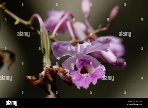 May 25 2025 May 25 2025 A Group Of Ants Walking Through An Orchid