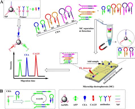 The Microfluidic Chip And Antibody Aptamer Encoding Probes Based Download Scientific Diagram