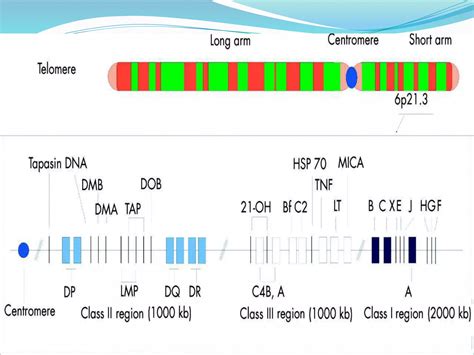 Mhc Genes Pdf