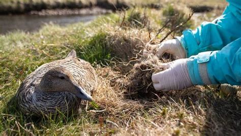 Eiderdown Origin And Historical Significance The Eiderdown