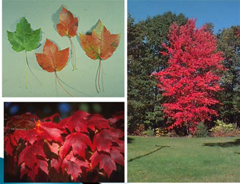 Plant Id Trees Flashcards Quizlet