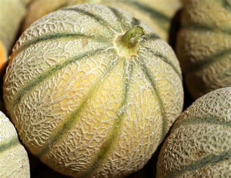 Melon Varieties Benefits Properties And How To Enjoy It