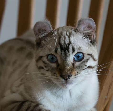 11 Exciting New Cat Breeds To Look Out For In 2025