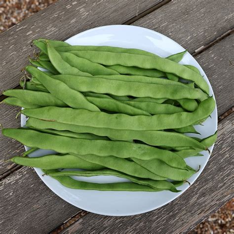 Buy Runner Bean Or Phaseolus Coccineus Scarlet Emperor Bean Runner