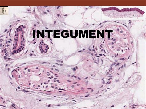 Histology Of The Integument Pptx
