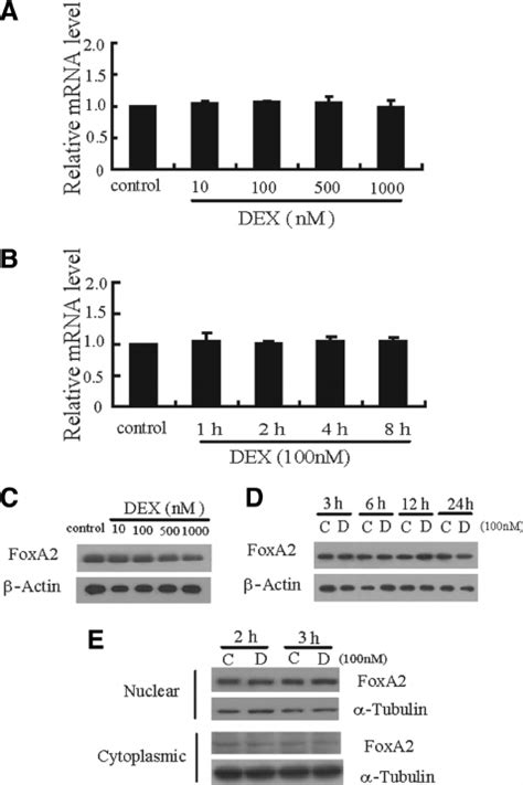 Dex Had No Effect On Foxa2 Expression And Nuclear Localization Panel