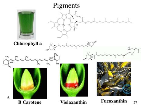 Ppt Brown Algae Anatomy Revisited Cortex And Medulla Powerpoint
