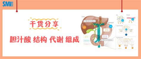 干货分享丨胆汁酸的结构、代谢及组成特征 知乎