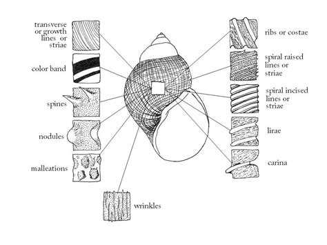 Snail Diagram