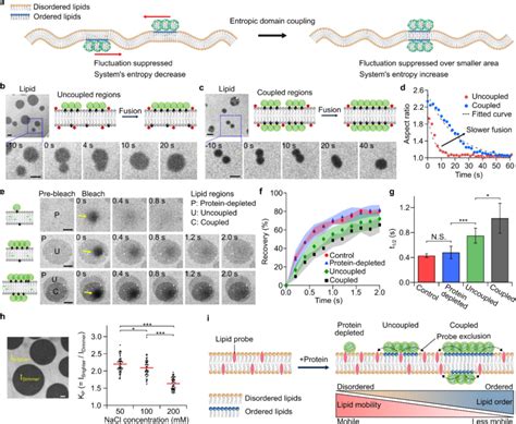Protein Assemblies On Membranes Create Ordered Lipid Regions A