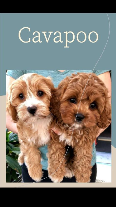 240 Cavapoo Facts Ideas Cavapoo Poodle Mix Cavapoo Puppies