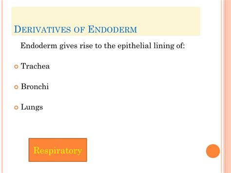 Ppt Derivatives Of Germ Layers Powerpoint Presentation Free Download Id 2151633
