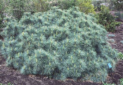 Pinus Strobus Nana Landscape Plants Oregon State University