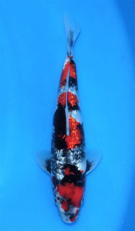 Gin Rin Showa Grand Koi Llc