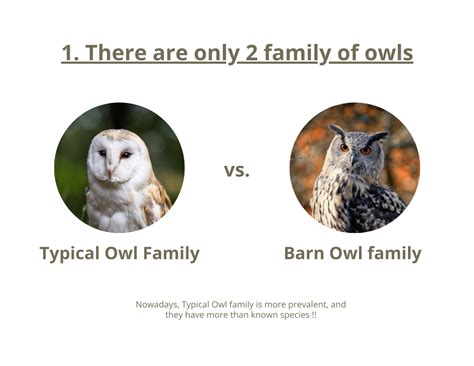 10 Facts About Owl 小冊子 Template