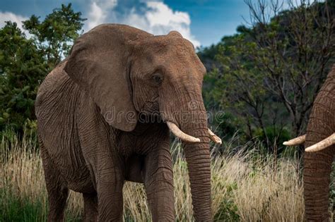 Two African Elephants Interacting In Natural Habitat Stock Image