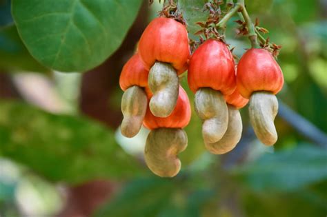 Cashew Health Benefits Side Effects Uses Growing Tips