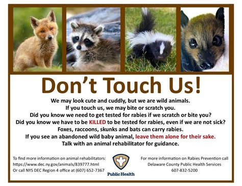 Rabies Public Health