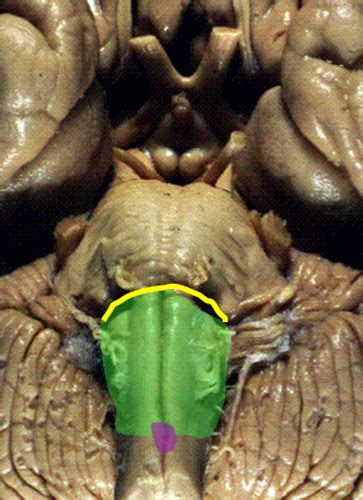 Neuroanatomy Ii Brainstem Anatomy Flashcards Quizlet