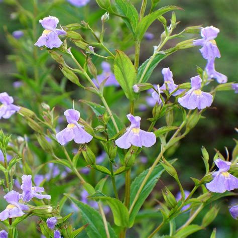 When To Cut Back Monkey Flower At Guillermo Wilbur Blog