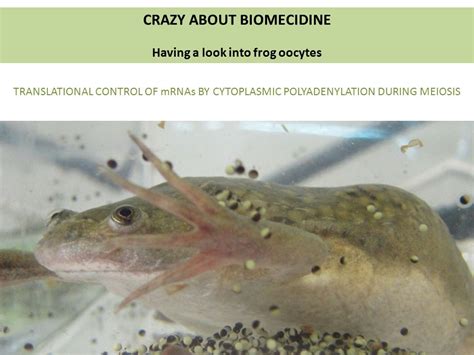 Crazy About Biomecidine Having A Look Into Frog Oocytes Translational