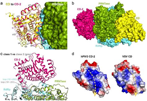 Paramyxovirus Structure
