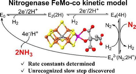 通过稳态动力学模型深入了解固氮酶 Femo 辅因子催化biochemistry X Mol