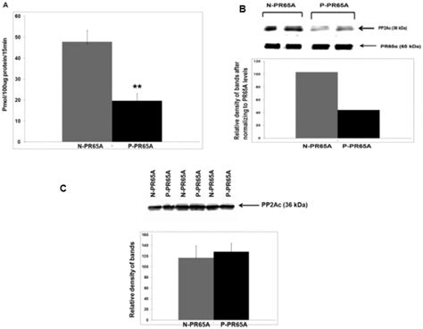 Panel 2a Pp2a Activity In Immunoprecipitates Of Protein Extracts From