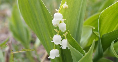 次世代型画像形式と言われるavifを使ってみる 適当に書き連ねるネタ帳のようなもの