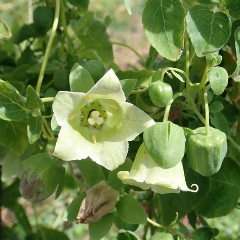 Heirloom Codonopsis Pilosula Codonopsis Organic Seeds