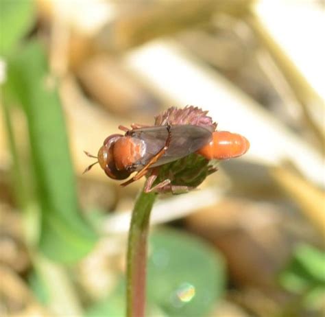 Whats This Bug Portland Oregon R Whatsthisbug