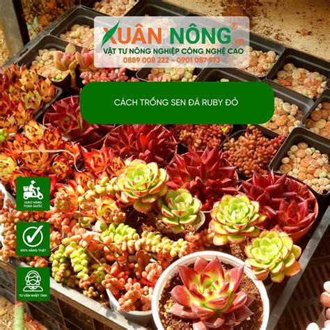 Cách Trồng Và Chăm Sóc Sen đá Ruby đỏ Tươi Tốt
